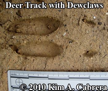 Animal Tracks Columbian Black Tailed Deer Odocoileus Hemionus