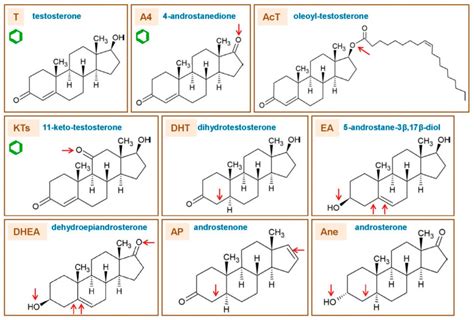 The Roles Of Androgens In Humans Biology Metabolic Regulation And