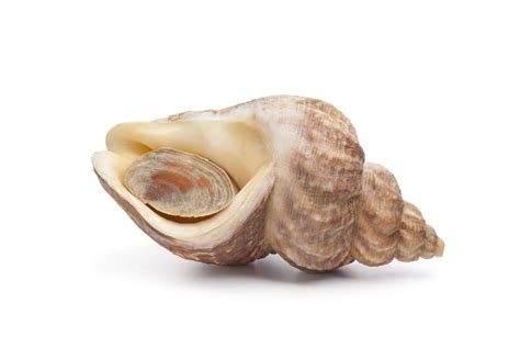 Frozen Cooked Whelks Seafood Friday