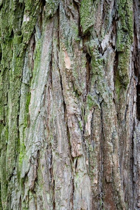 Bark Of Tree Tree Bark Background Nature Background Of Texture Tree Trunk Trunk Texture Stock