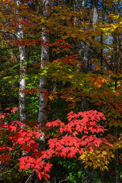 Usa Maine Birch Trunks And Fall License Image 14346579 Lookphotos