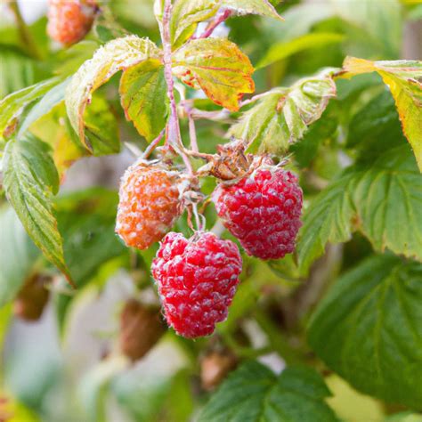 Malling Jewel Raspberry Lincspplants