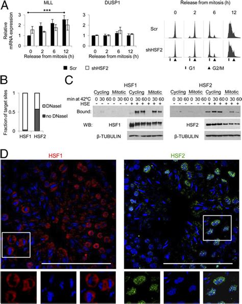 Chromatin Compaction During Mitosis And Meiosis Renders Dna Download Scientific Diagram