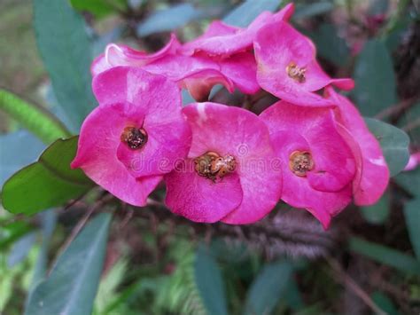 Red Flowers Green Leaves Spiny Stems Stock Image Image Of Green