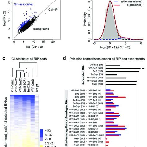 Rip Seq Experimental Analysis Strategies A Outline Of Rip Seq Download Scientific Diagram