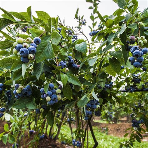 Growing Blueberry Bushes In Your Pennsylvania Garden