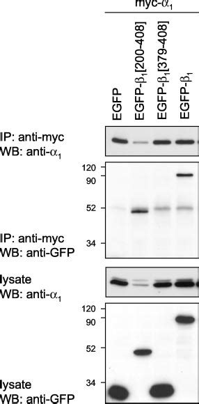 Coprecipitation Of 1 Dimerization Region Fused To Egfp Cos Cells Were