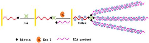Schematic Representation Of The RCA Integrated Strategy For Sensitive Download Scientific