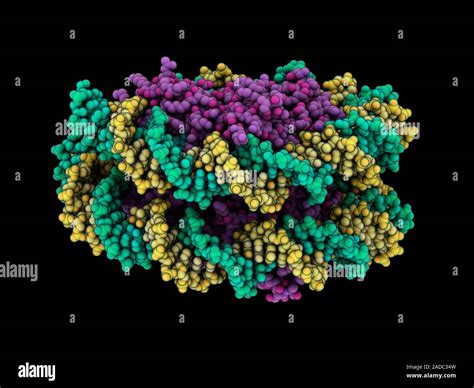 Human Centromeric Nucleosome Complex Computer Model Showing The Structure Of A Human Nucleosome