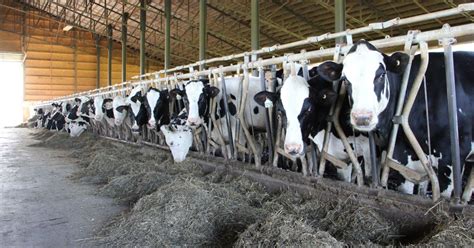 Cow Farming Milk Production At Abigail Fawsitt Blog