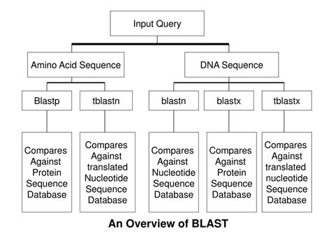 Ppt Techniques For Protein Sequence Alignment And Database Searching Powerpoint Presentation
