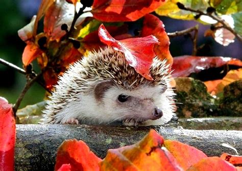 Hedgehogs Wallpapers Wallpaper Cave