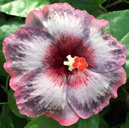 Sparkling Water James E Hendry Chapter Hibiscus