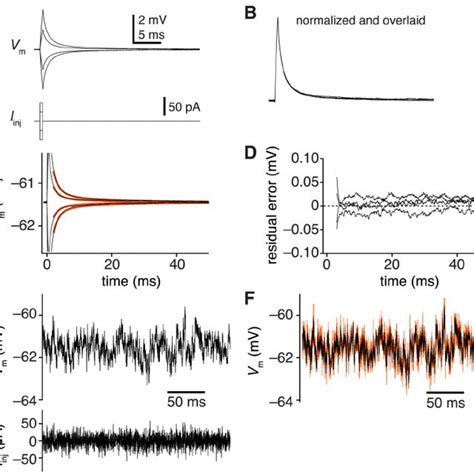 Modeling Projection Neuron Morphology Download Scientific Diagram
