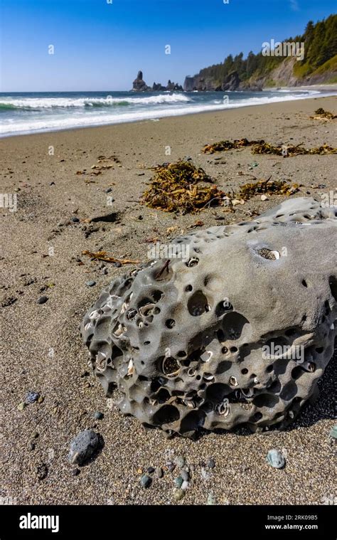 Piddock Clam Holes In Solid Rock On Shi Shi Beach Olympic National Park Washington State Usa