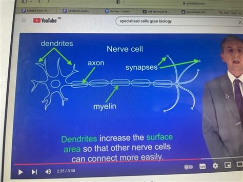 Cell Structure Flashcards Quizlet