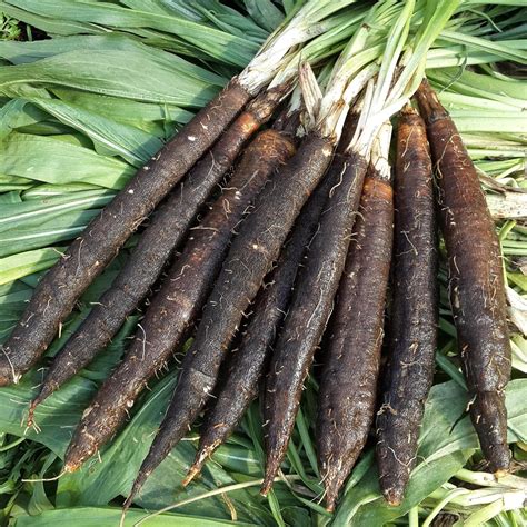 Fun And Grow Seeds Seeds Giant Black Root Salsify Non Gmo