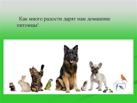 Мы в ответе за тех, кого приручили - презентация онлайн