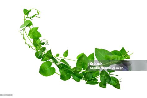 나선형 트위스트 정글 나무 가지 포도 나무 리아나 식물 흰색 배경에 고립 된 나무 포도의 뿌리 클리핑 경로 포함 Hd 이미지와 대해상도 벽지로 사용할 수 있습니다 0명에