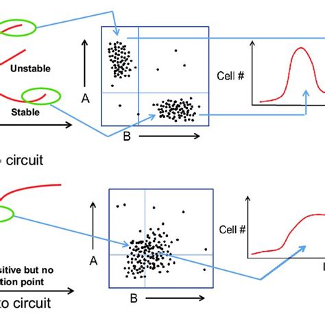 Distinct Cell Fates Vs Quantitative Trait Variation Of Same Cell