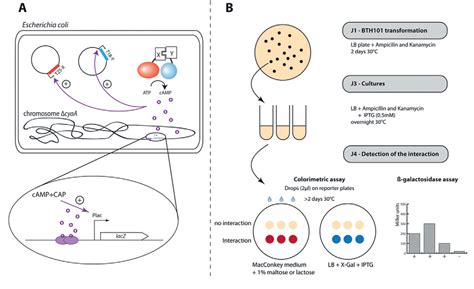 Figure 2 From The Bacterial Two Hybrid System Based On Adenylate