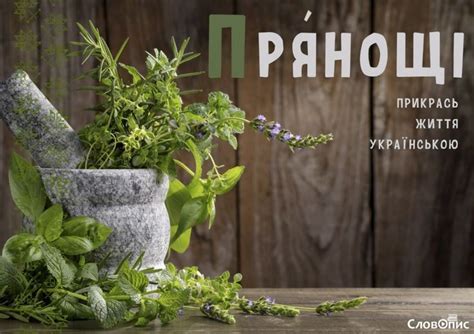 Наймилозвучніші слова української мови в яскравих картинках ВСВІТІ