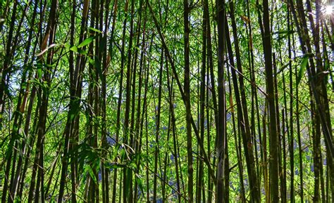 Land Trunk Tree Trunk Forest Green Plant Woodland Growth