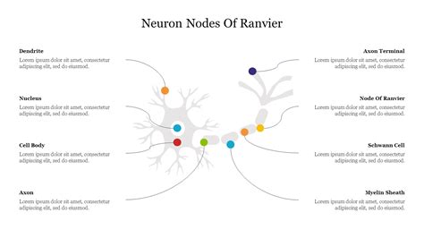 Download Neuron Nodes Of Ranvier Presentation Template