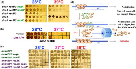 Figure 2 From Robust Linear Dna Degradation Supports Replication