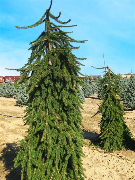 Norway Spruce For Sale Online The Tree Center