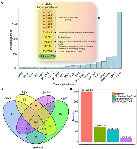 Transcription Factors And Lncrnas Analysis By Full Length