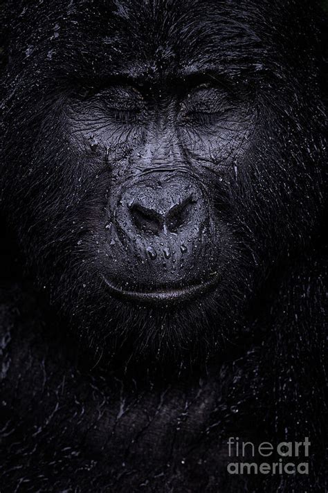 Kibande Photograph By Majed Alzaabi Fine Art America