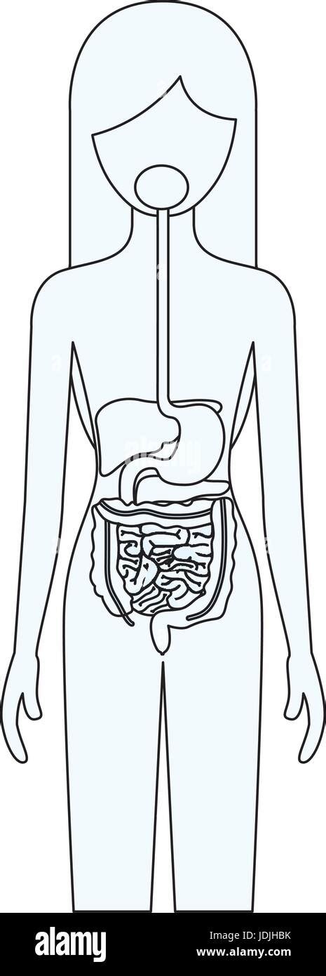 Draw Human Digestive System Drawing Easy With Label Draw A Diagram Of