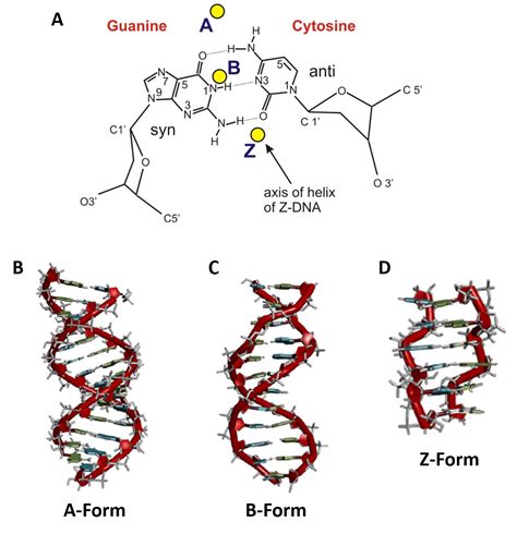 What Are The Different Forms Of Dna At Christopher Bryant Blog