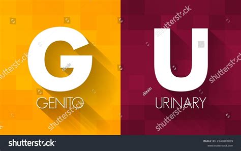 Gu Genitourinary Refers Urinary Genital Organs Stock Vector Royalty Free Shutterstock