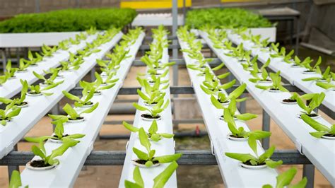How Hydroponic Systems Function And Why They Matter Miilkiia