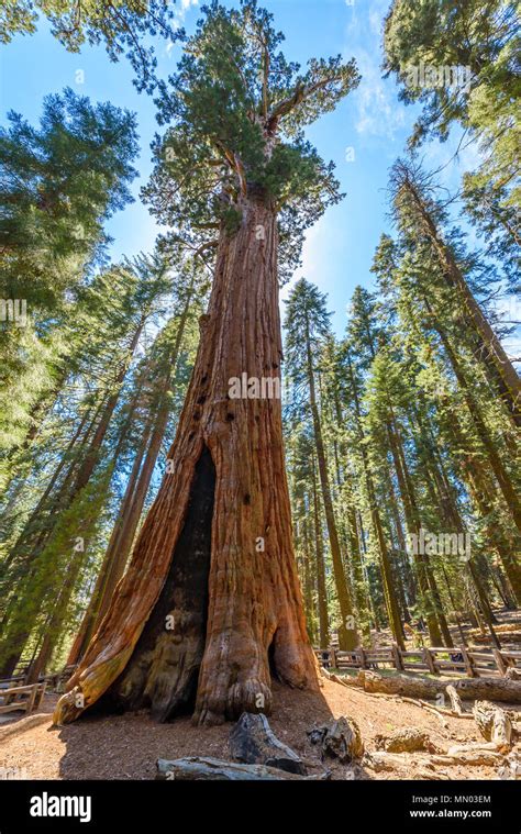 Oldest Sequoia Tree
