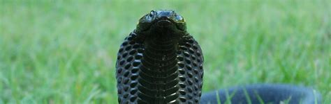 African King Cobra