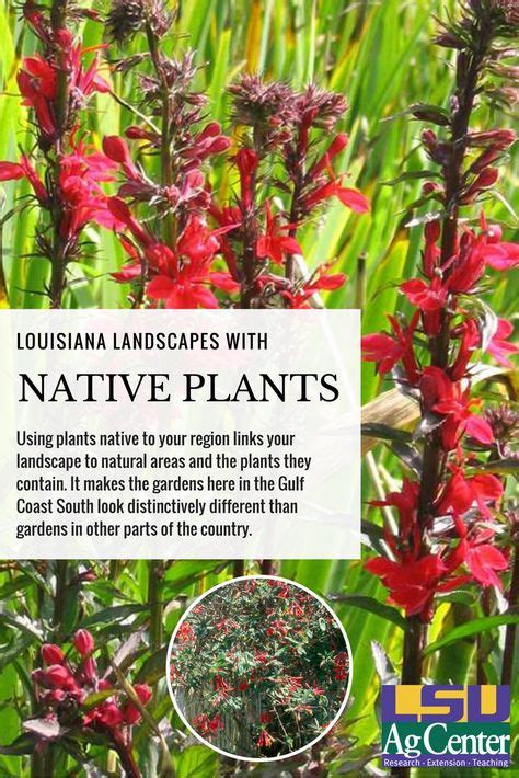 Native Plants Are Not Used As Much As They Could Be In Our Landscapes The Best Reason To Use