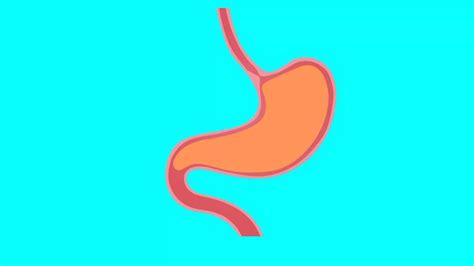 Anatomy Food Digestion Process In 2025 Food For Digestion Anatomy