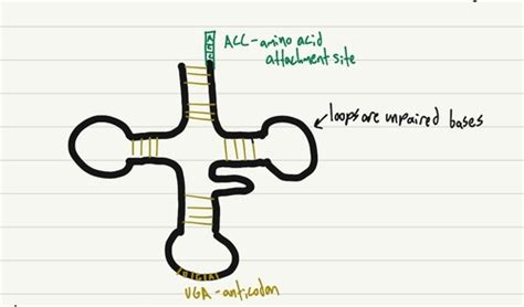 Biology Chapter 17 Flashcards Quizlet
