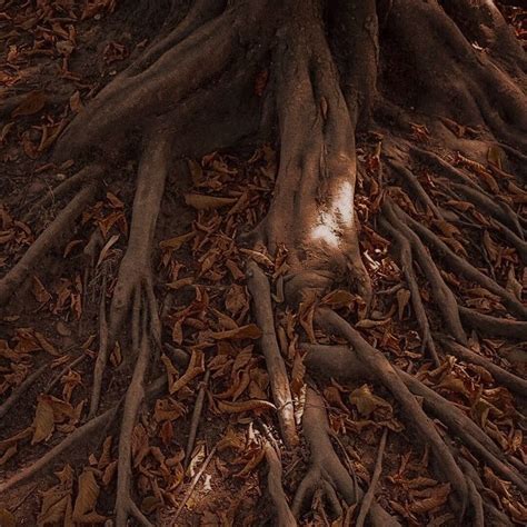 Brown Aesthetic Captivating Tree With Large Roots