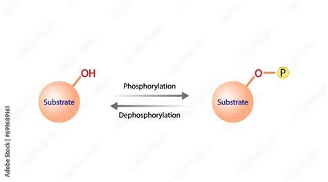 Phosphorylation And Dephosphorylation Protein Kinase An Enzyme That