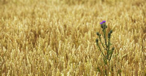 Land Use Transition At Oeko Institut For Climate And Biodiversity