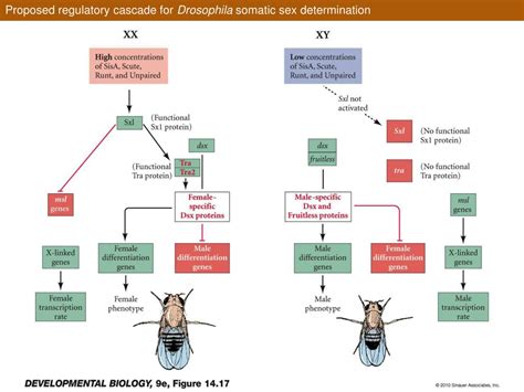Ppt Sex Determination Powerpoint Presentation Free Download Id6185846