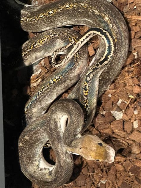 Pythons Page 3 Faunaclassifieds