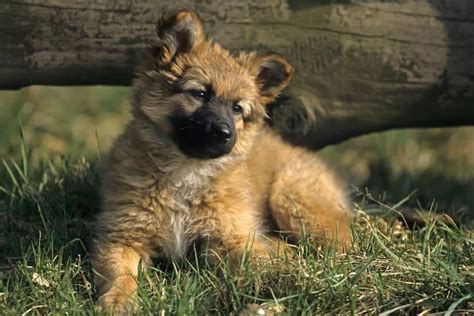 Harzer Fuchs Welpen • Welpenkniggede
