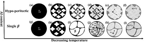Schematic Of Microstructures Evolution During Hypo Peritectic