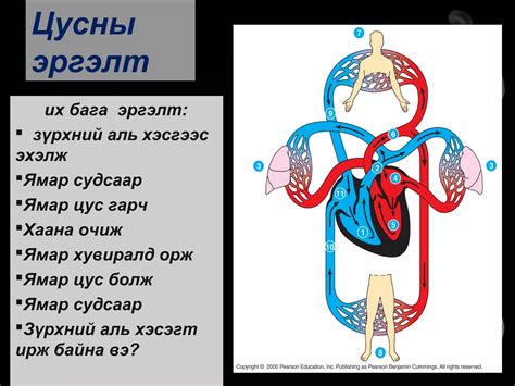 цусны эргэлт хүн 10 Ppt