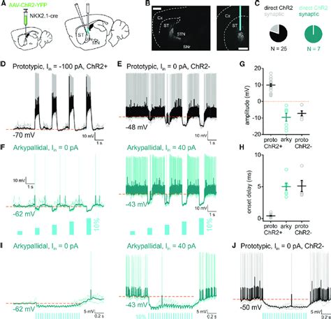 Prototypic Cells Lateral Inhibition Within The Gpe A A Scheme Of The Download Scientific